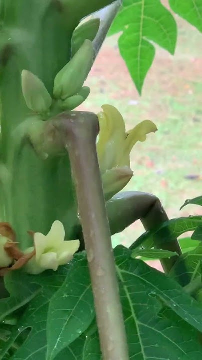 Papaya Tree Blossoming in November in North Carolina. - YouTube