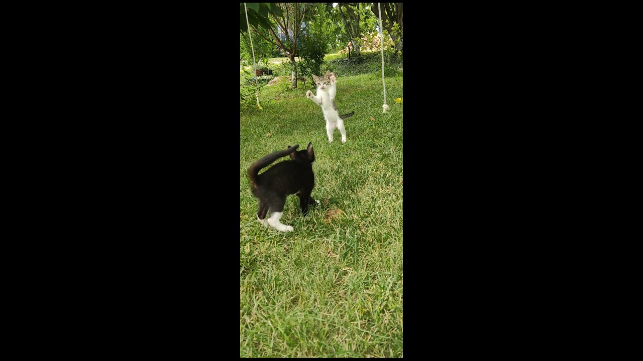 MEOW MOMENTS FUNNY PLAY COMPILATION - YouTube