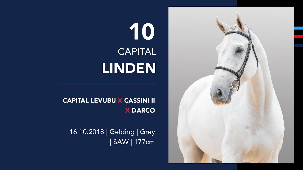 10 CAPITAL LINDEN (Capital Levubu x Cassini II x Darco) - YouTube