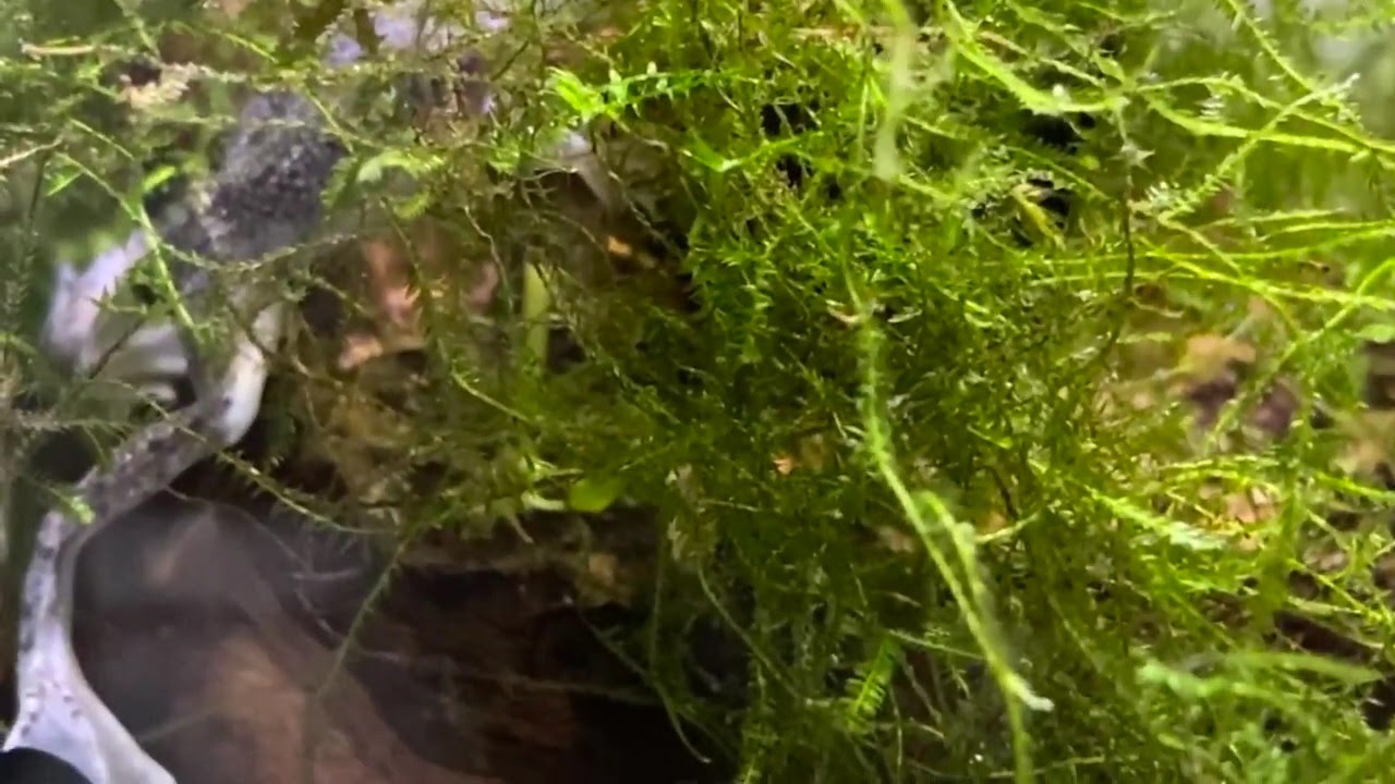 ADF and Neo - YouTube