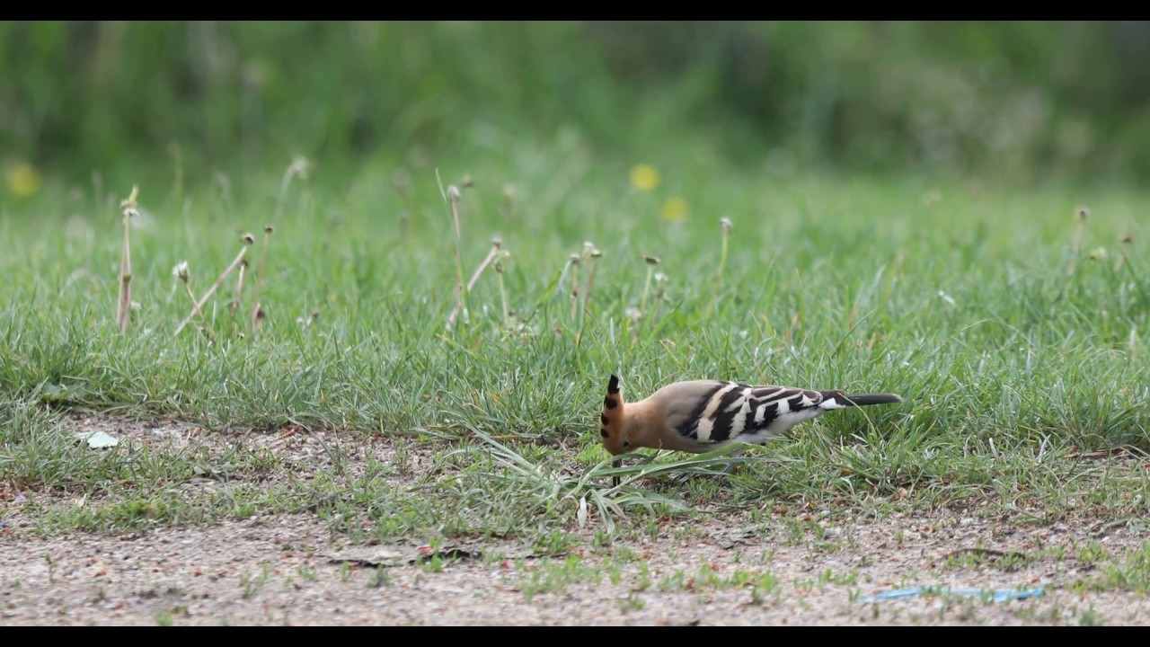 Hoopoe , Upupa - Pupëza. - YouTube