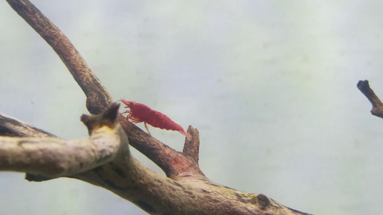Red Cherry Shrimp - Climbing tree - YouTube