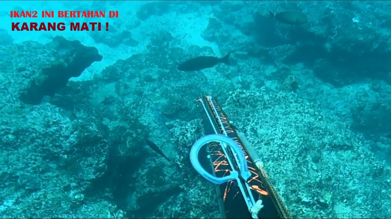 Speafrishing- INI IKAN2 YANG BERTAHAN DI KARANG MATI ! - YouTube