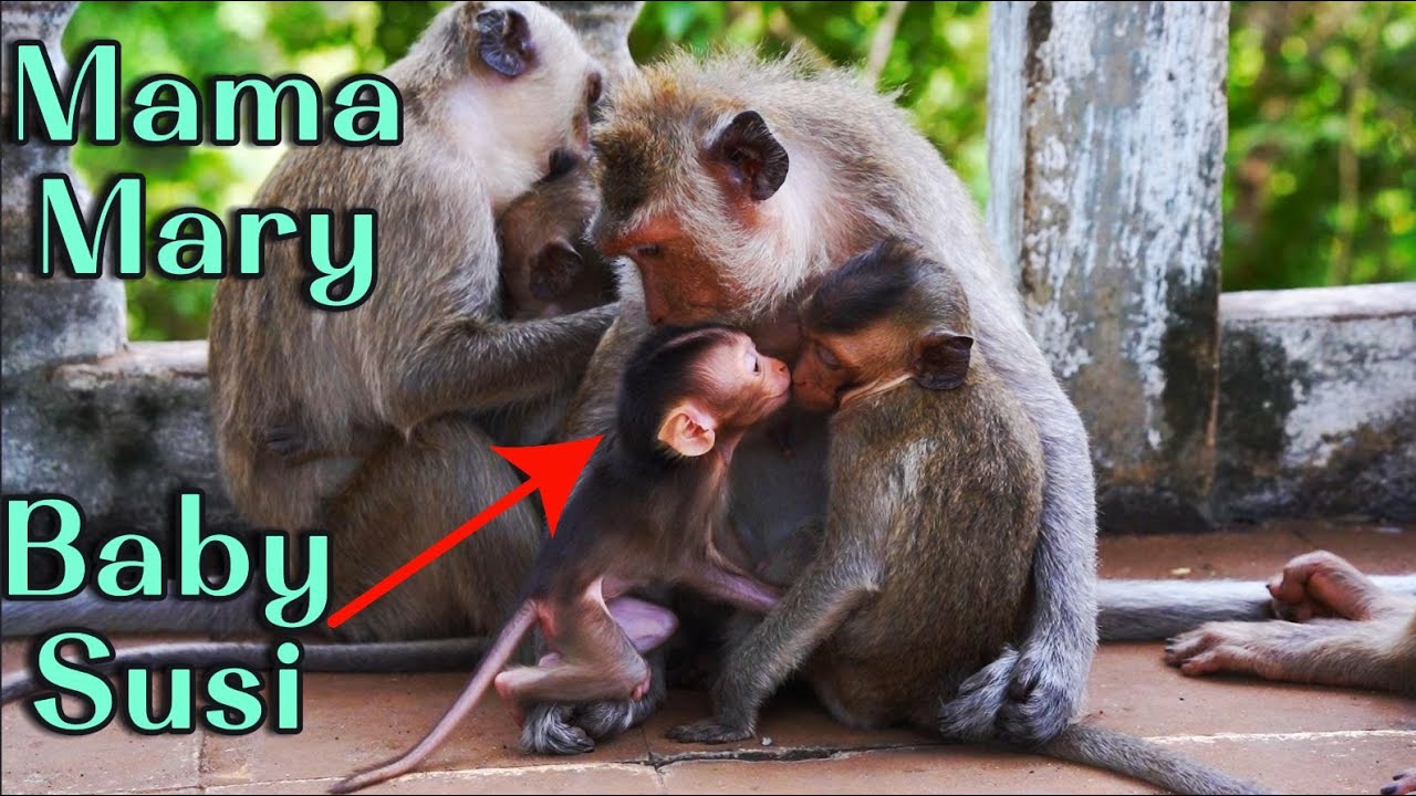 Mama Monkey Susan With Baby Susi Bonding Near Mama Mary Rare Calm ...