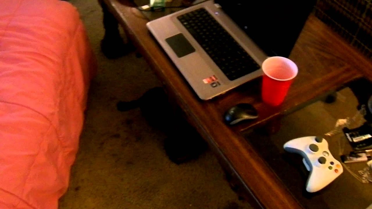 Chinchilla running loose - YouTube