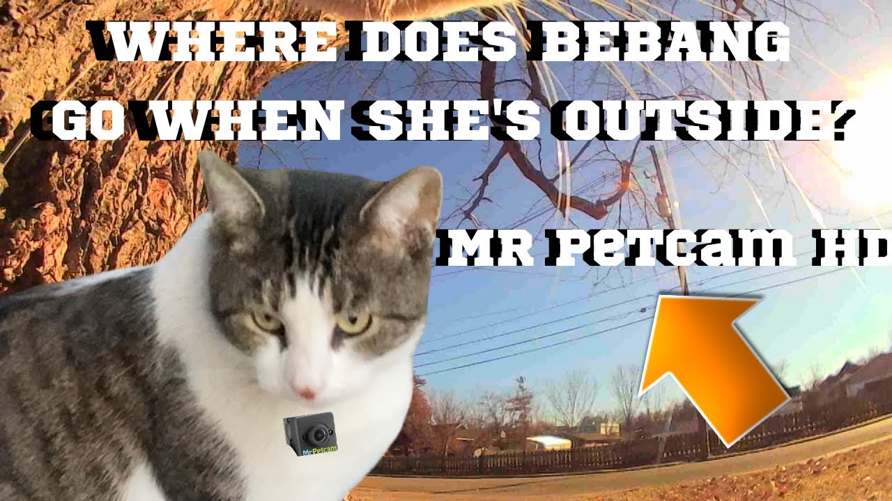 CAT CAM WHERE DOES BEBANG GO WHEN SHE'S OUTSIDE? EPISODE 1 CAT VIDEO Mr ...