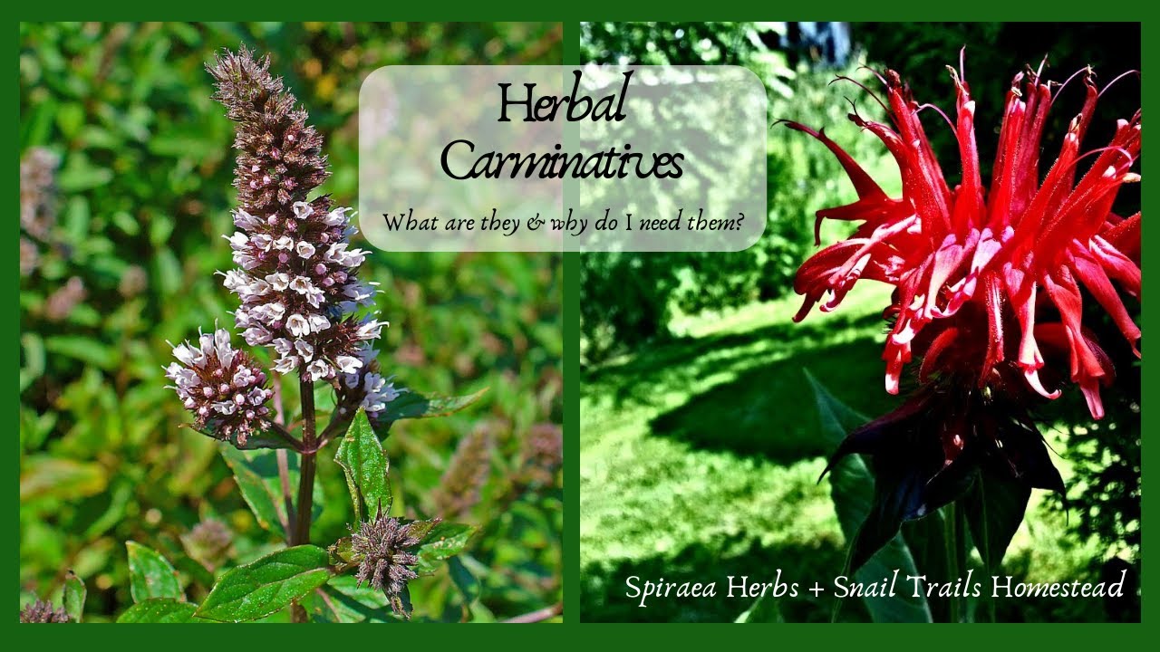 Herbal Carminative ~ What are they & why do you need them? - YouTube
