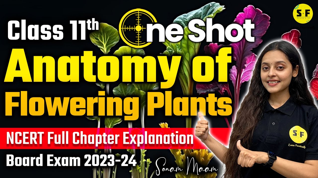 Anatomy of Flowering Plant One Shot Biology | Class 11th Biology NCERT ...