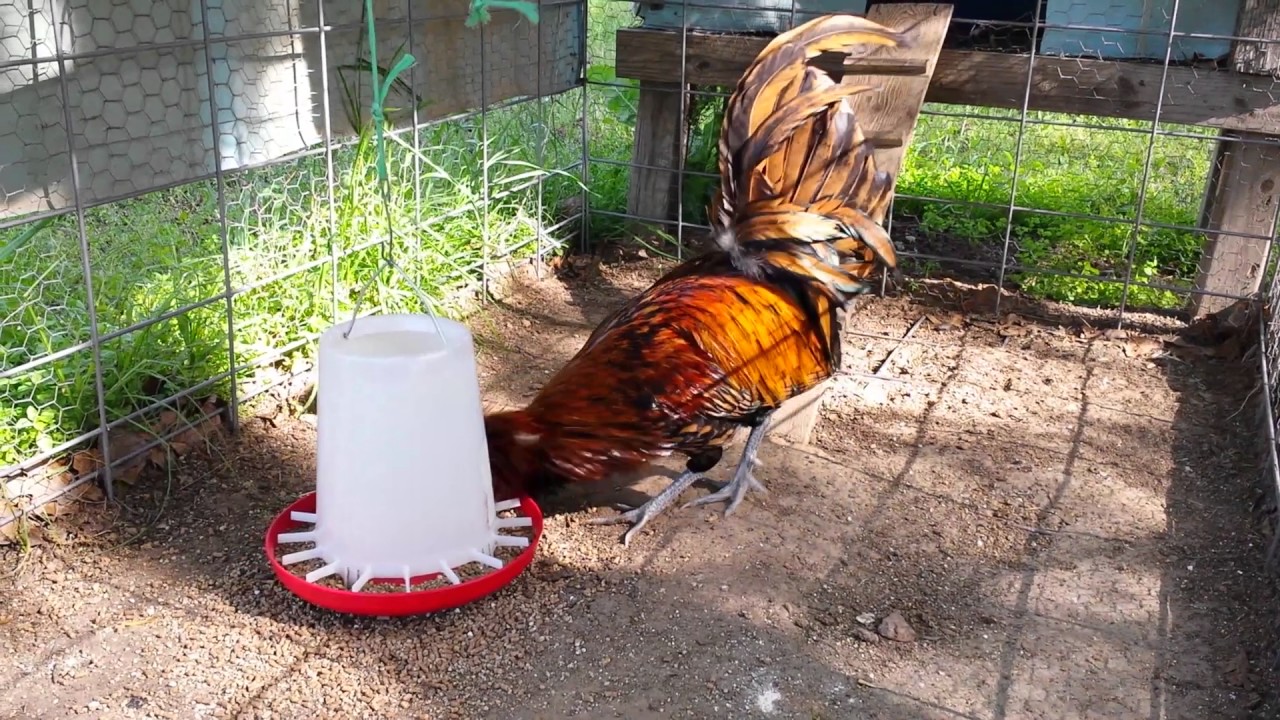 Afro Rooster - YouTube