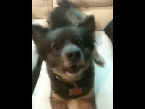 Autotuned Dog Sings a Song - YouTube