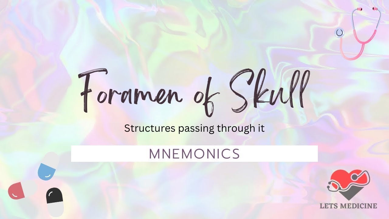 Foramen of Skull and structures passing through it Mnemonics - YouTube
