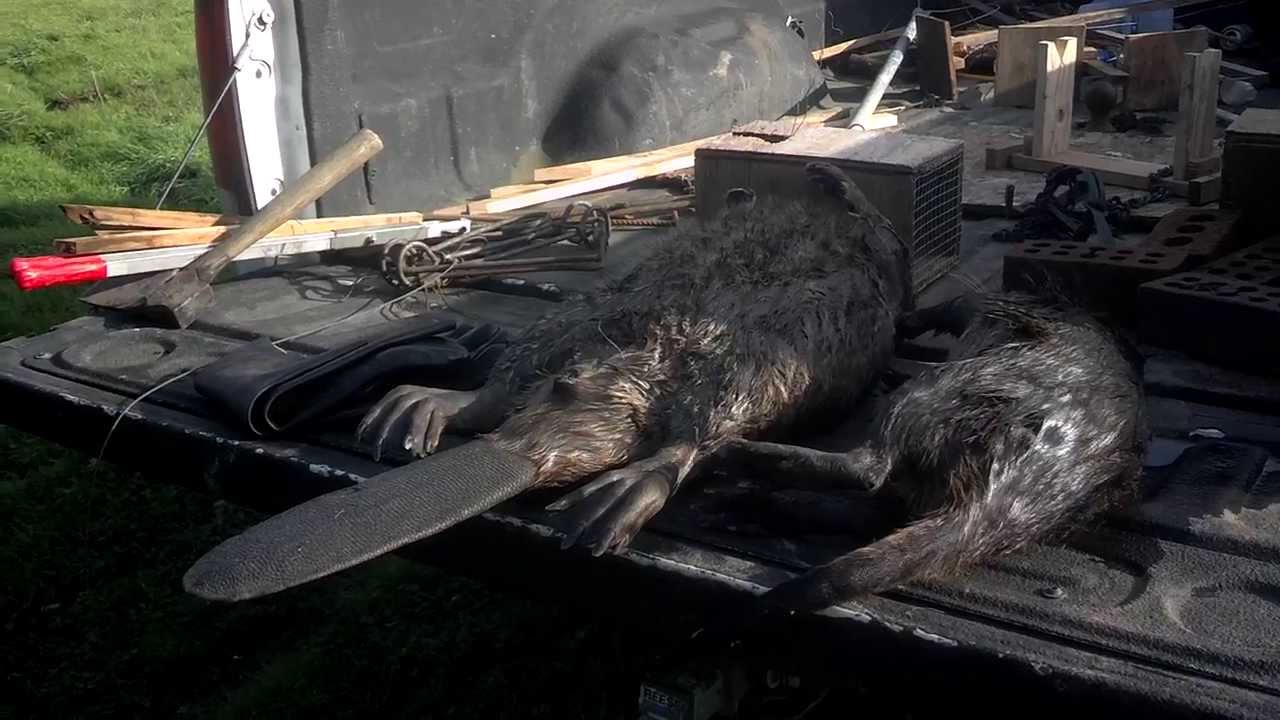 Backyard trap line 2013/14 part 2...more catches! beaver, muskrat ...