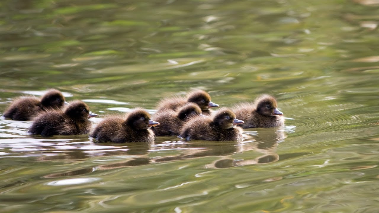 Ducklings Swimming in the lake - YouTube