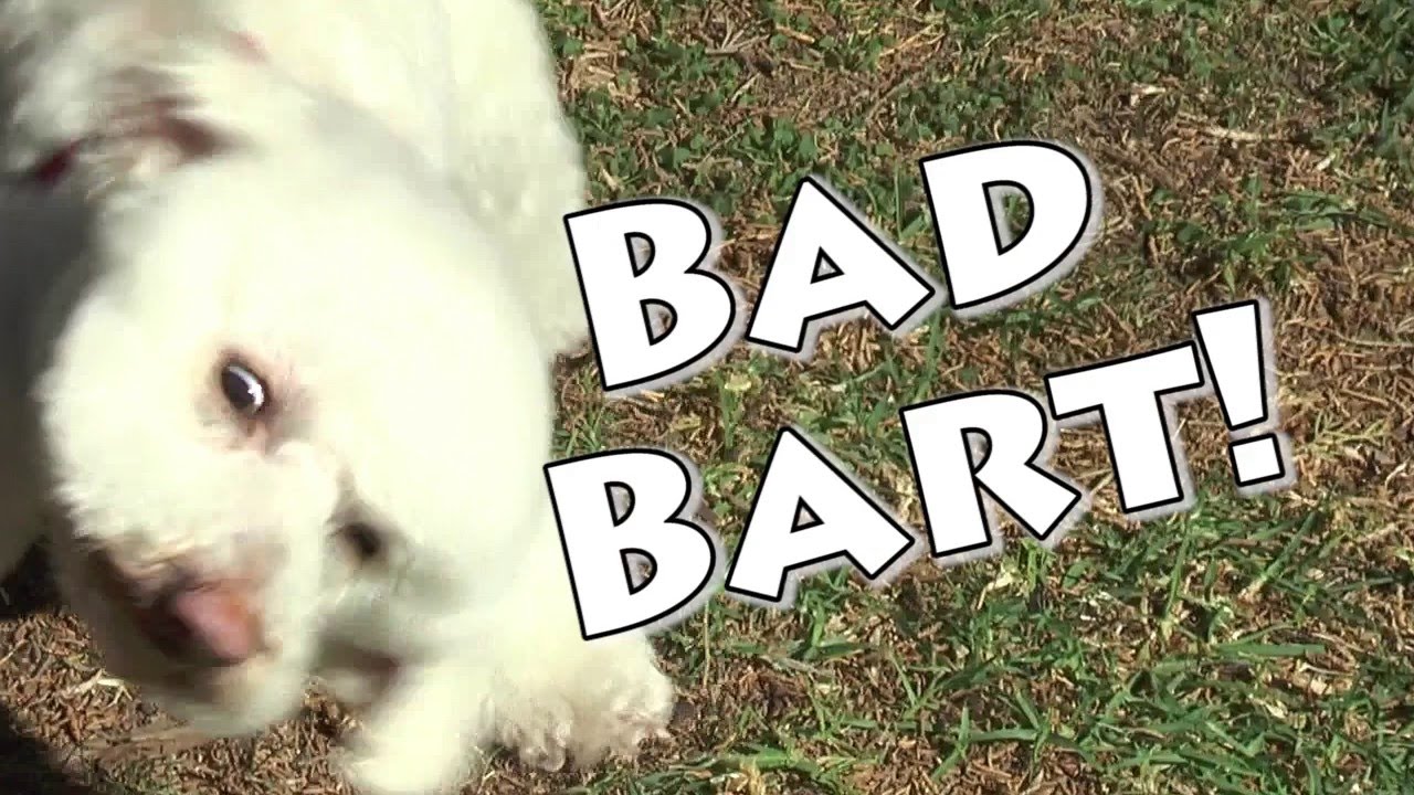 Bad Bart The Dog - YouTube