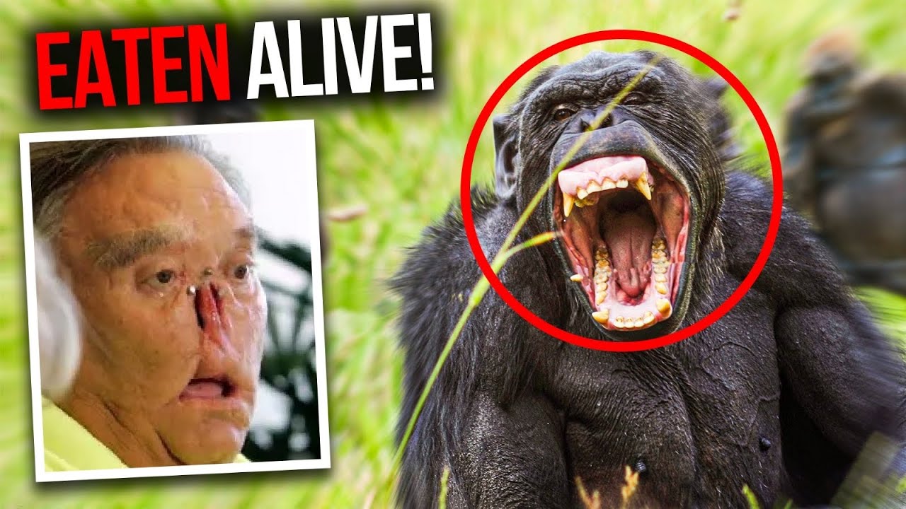 Chimpanzees BITE OFF Man's Face! - YouTube