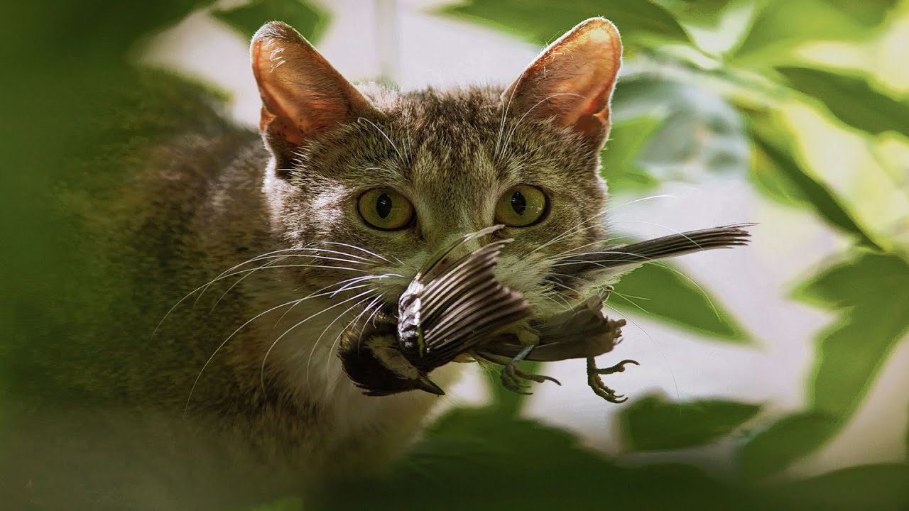 de avonturen van droplul de derde waar de vogeltjes fluiten - YouTube