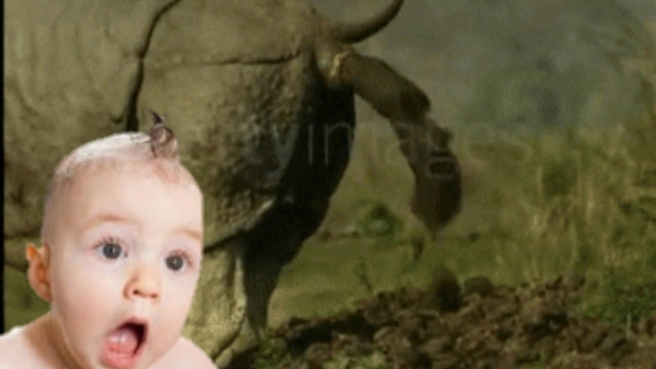 aNiMaLs PoOpInG 🤮// try not to flinch// - YouTube