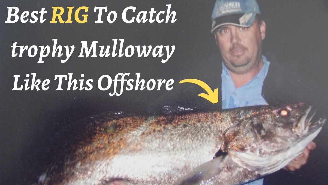 Live Bait Rig Secret Revealed for Landing Trophy Mulloway Offshore ...