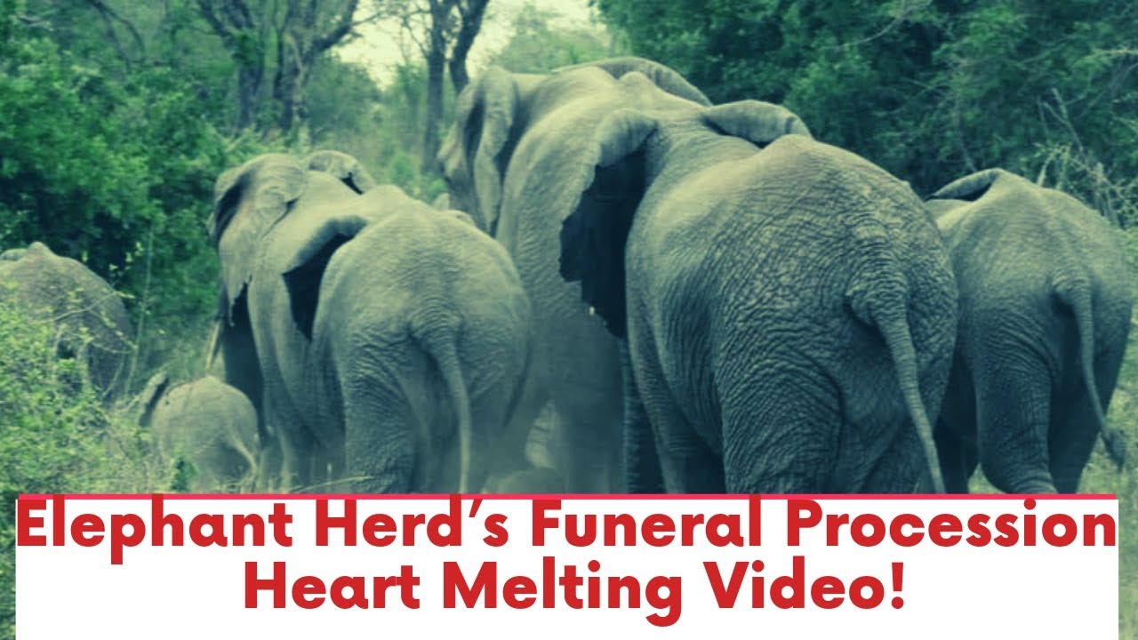 Elephant Herd’s Funeral Procession - Heart Melting Video! - YouTube