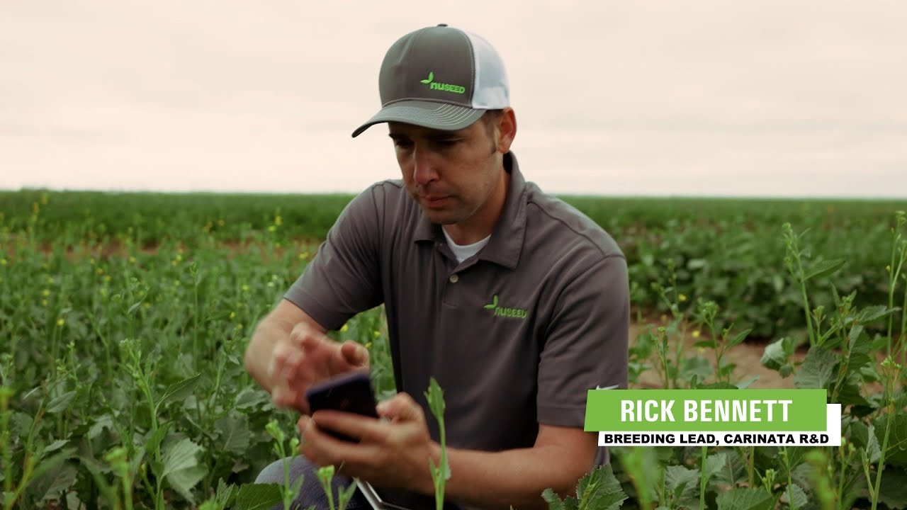 Nuseed U.S. & Canada - Rick Bennett Examining Carinata (Sep'22) - YouTube