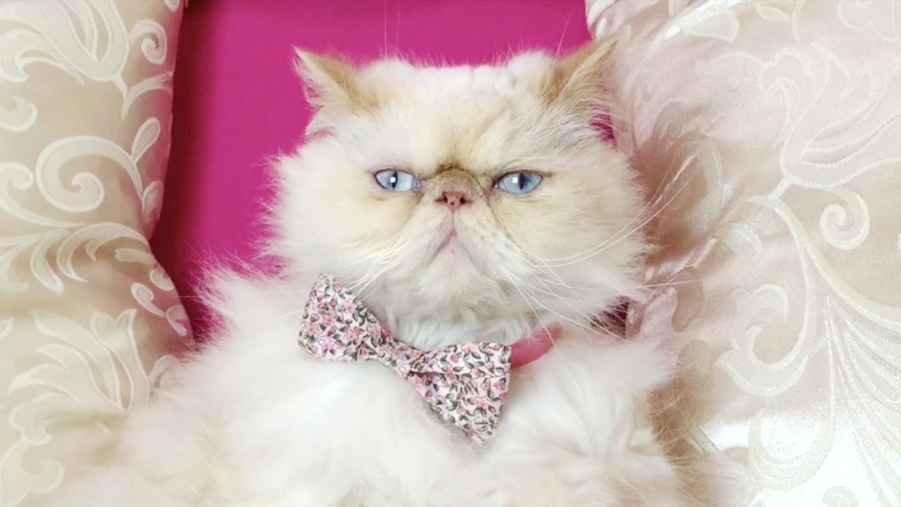 Daily Vlog | Lord Aries Cat . Gato Lord Aries - YouTube