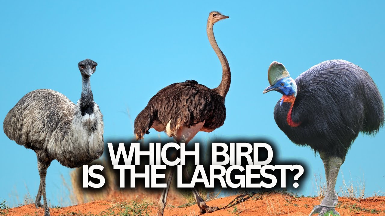 Top 3 Largest Flightless Birds: Ostrich, Emu, and Cassowary - YouTube