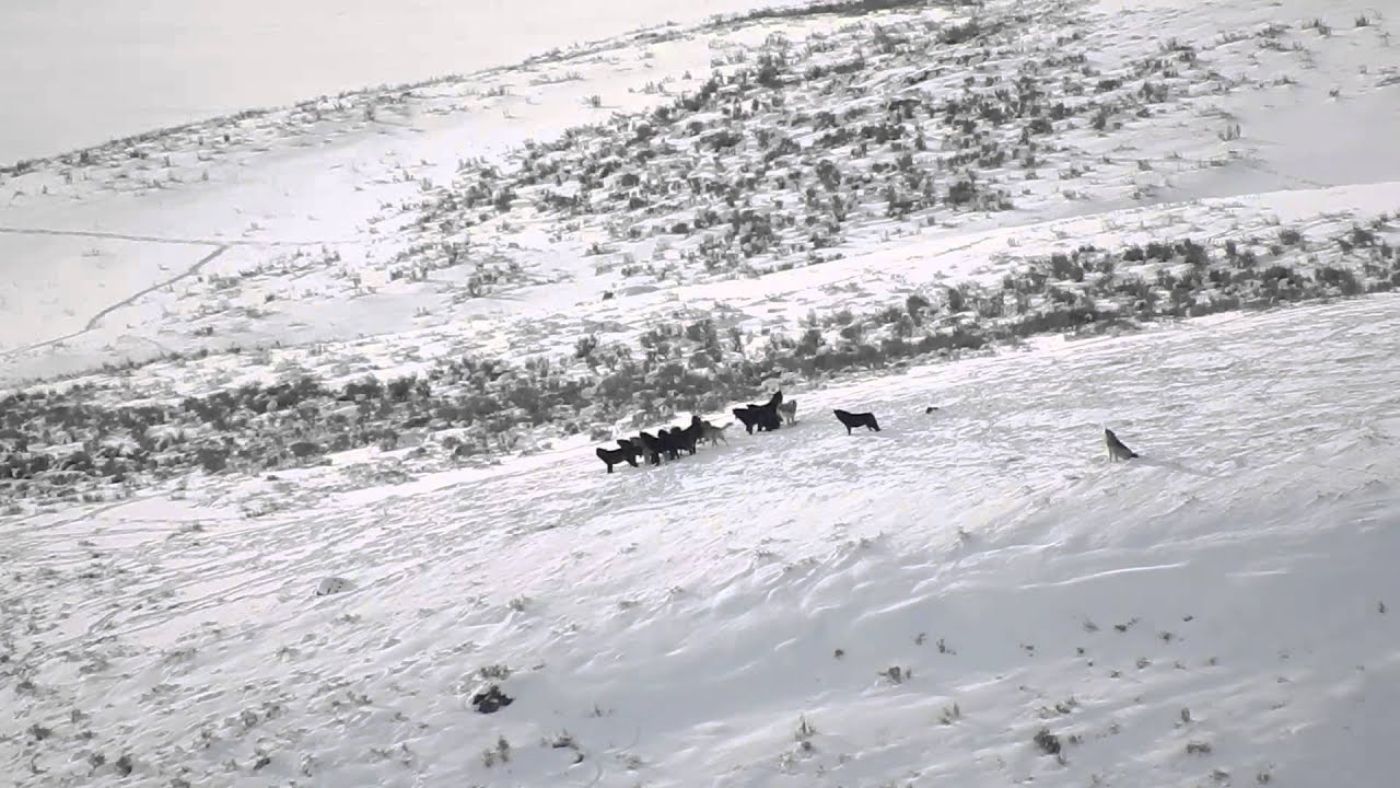 Mollies Wolf Pack in the Lamar Valley, Yellowstone National Park - YouTube