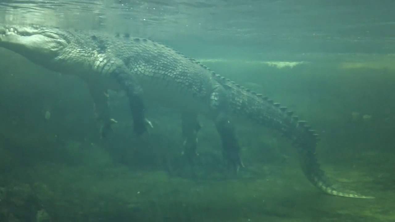 Sydney Wildlife : Vale Crocodile Rex passes away - YouTube