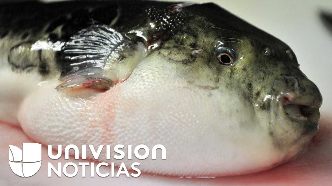 Fugu, el pescado más venenoso que el cianuro que tiene en alerta una ...