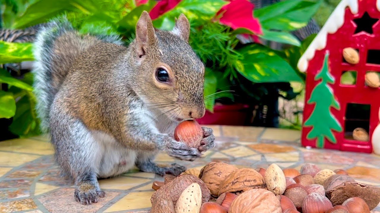 Christmas Vacation Squirrel Scene 🐿️🎄🎅 | Squirrels for Cats to Watch ...