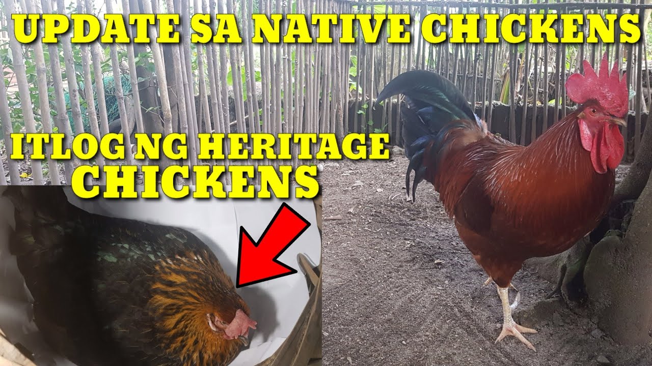 UPDATE SA AMING NATIVE CHICKENS|TIPS KUNG ANO ANG MGA DAPAT GAWIN SA ...