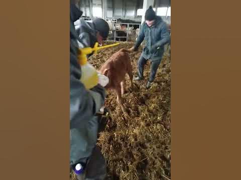 ферма, корови #корови #робота #україна #телята#ветеринари#зима - YouTube