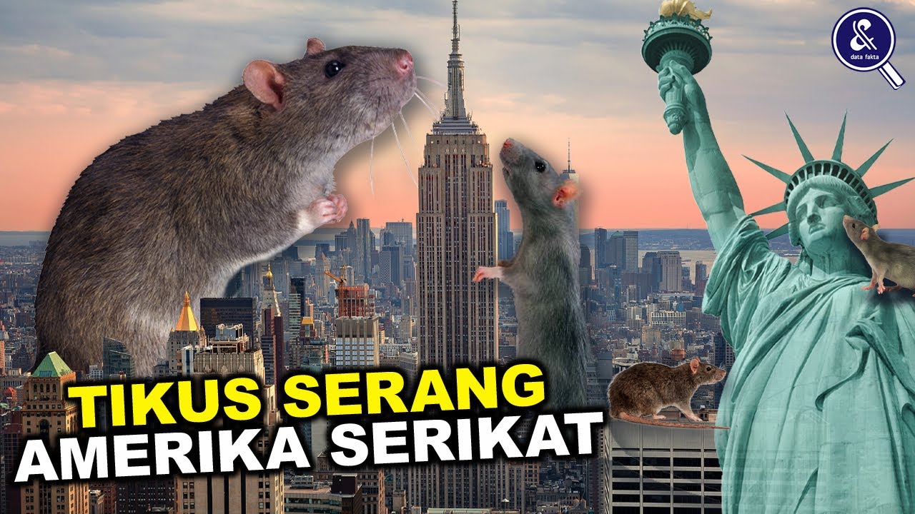 LADAKAN POPULASI TIKUS AMERIKA SERIKAT: Mengapa Begitu Banyak Tikus di ...