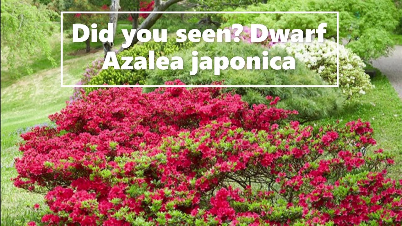 Did you seen? Dwarf Azalea japonica, also known as Japanese azalea ...