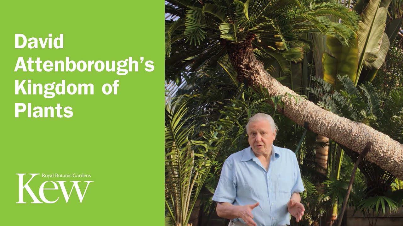 David Attenborough's Kingdom of Plants: Trailer - YouTube