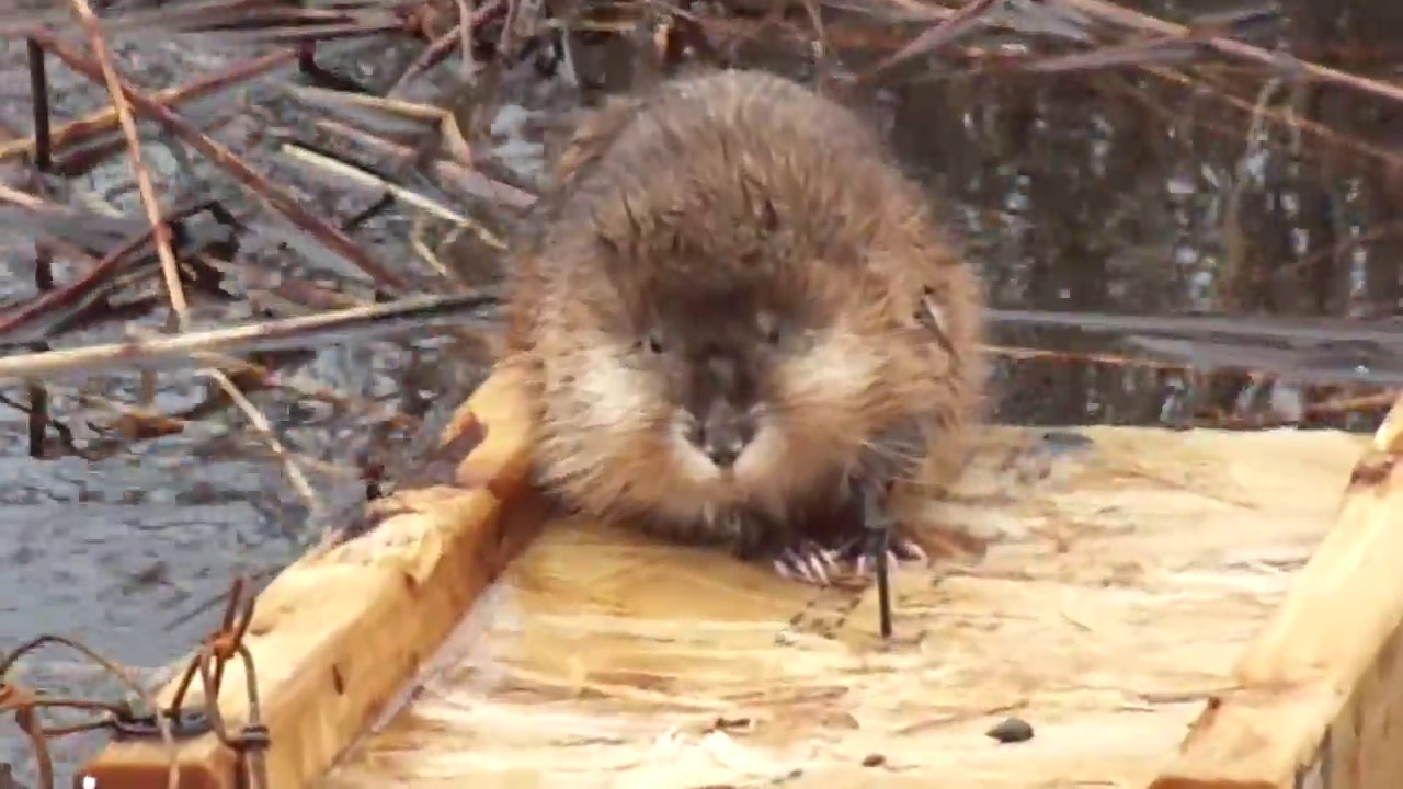 Doberman almost bitten by Muskrat - YouTube