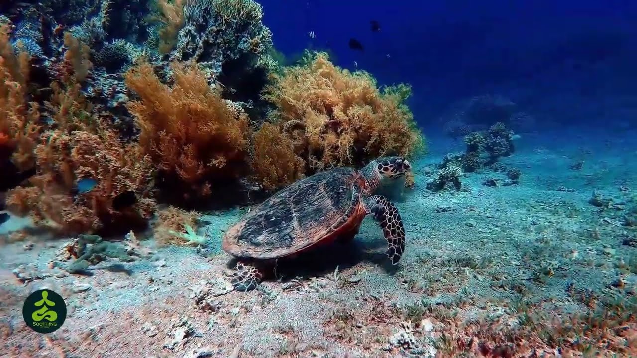 Relaxing Images | Underwater Relaxation Music | Stress Relief | Coral ...