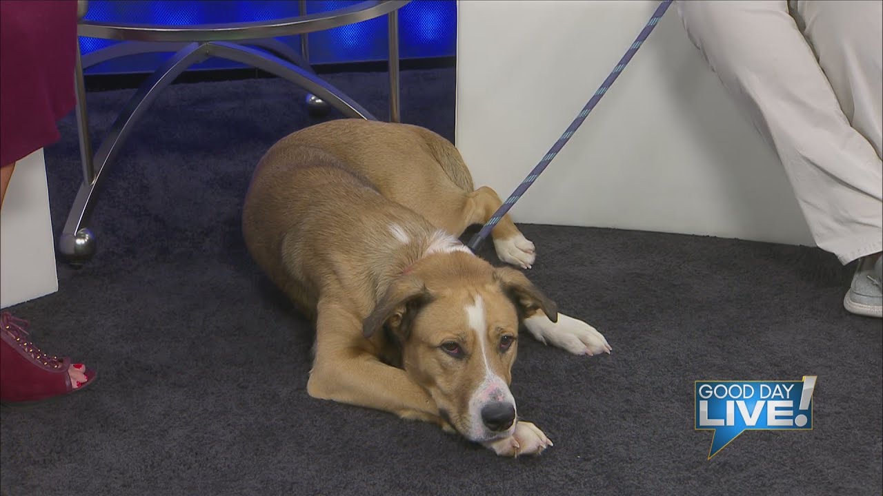 Good Day Live: Pet of the Week - Jeter - YouTube