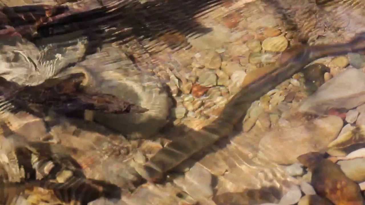 Nejonöga (Petromyzontidae) - YouTube