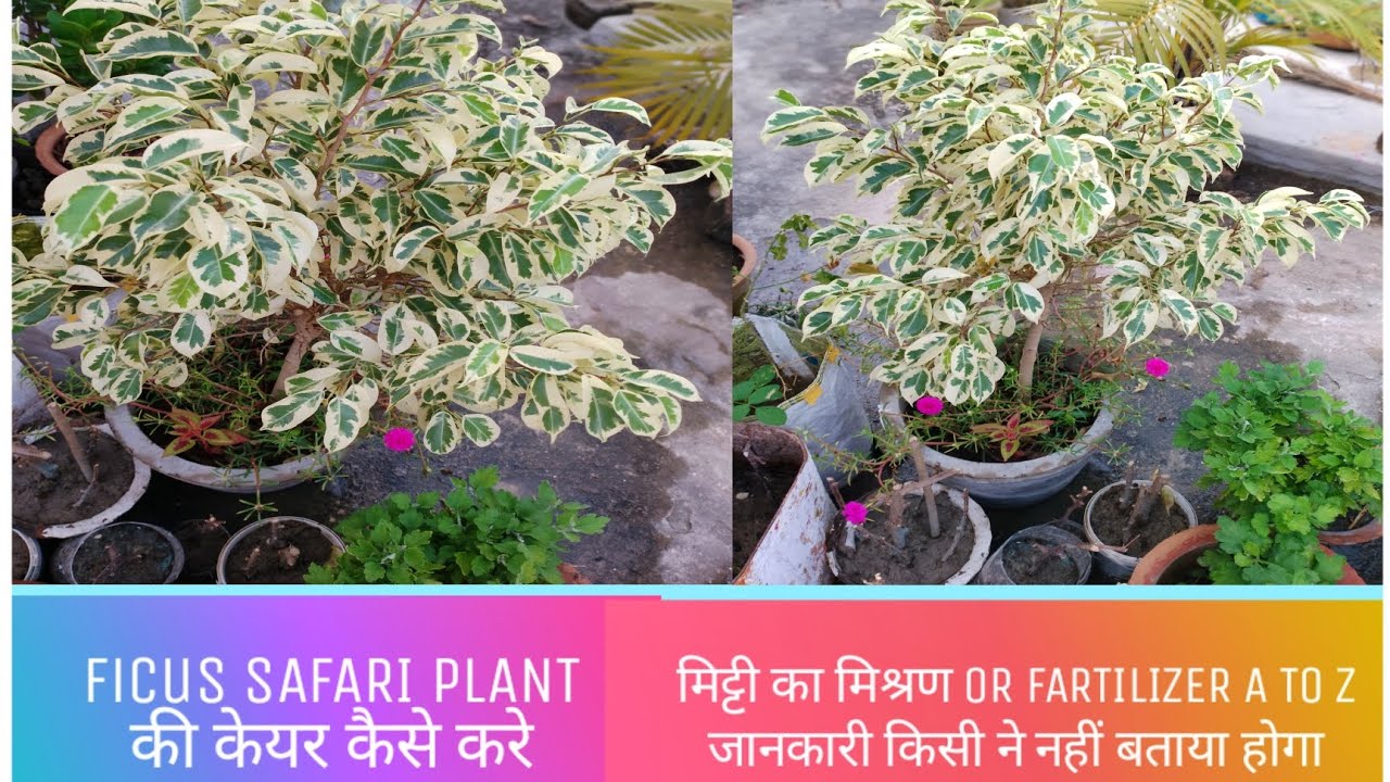 Ficus Safari plant:की केयर कैसे करे AToZ जानकारी #HuzaifaGardening # ...