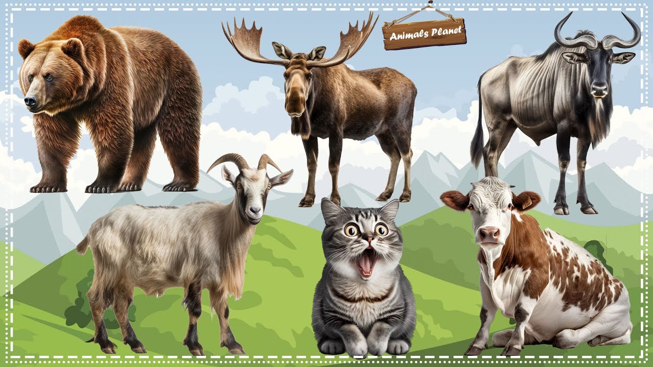 Cute Animal Sounds and Clips: Moose, Cat, Cow, Gnu, Bear, Goat - YouTube