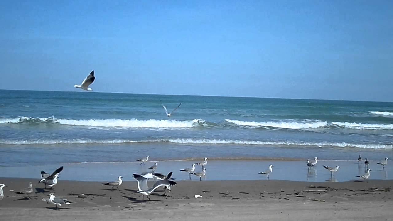 la playa y las aves - YouTube