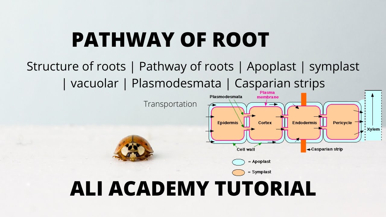 symplast And Apoplast Pathway | Transportation | Class 11 Biology - YouTube