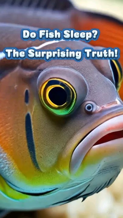 Do Fish Sleep?The Surprising Truth!#FishFacts #MarineBiology # ...