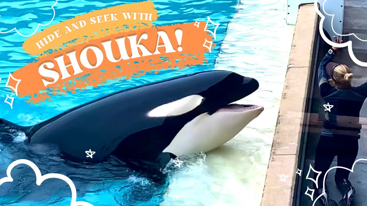 Hide and Seek with Shouka the Orca at SeaWorld San Diego - YouTube