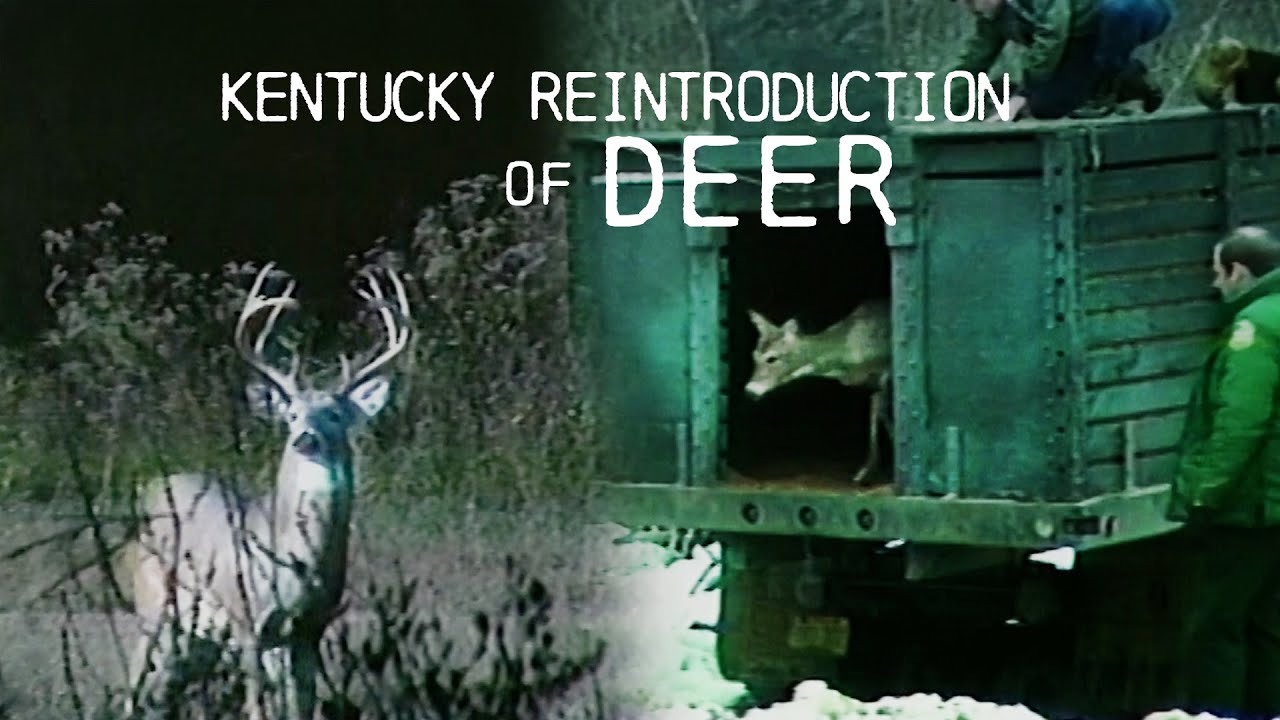 Bringing Back Kentucky’s Deer: 1980s Conservation - YouTube