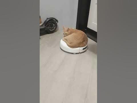 Кот на пылесосе - YouTube