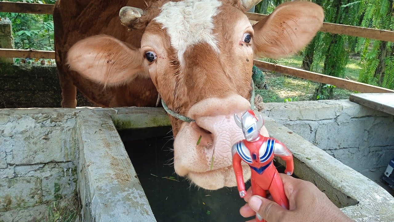 Menemukan Mainan Ultraman, Power Rangers, Kuda, Zebra,Sapi Lucu,Balon ...