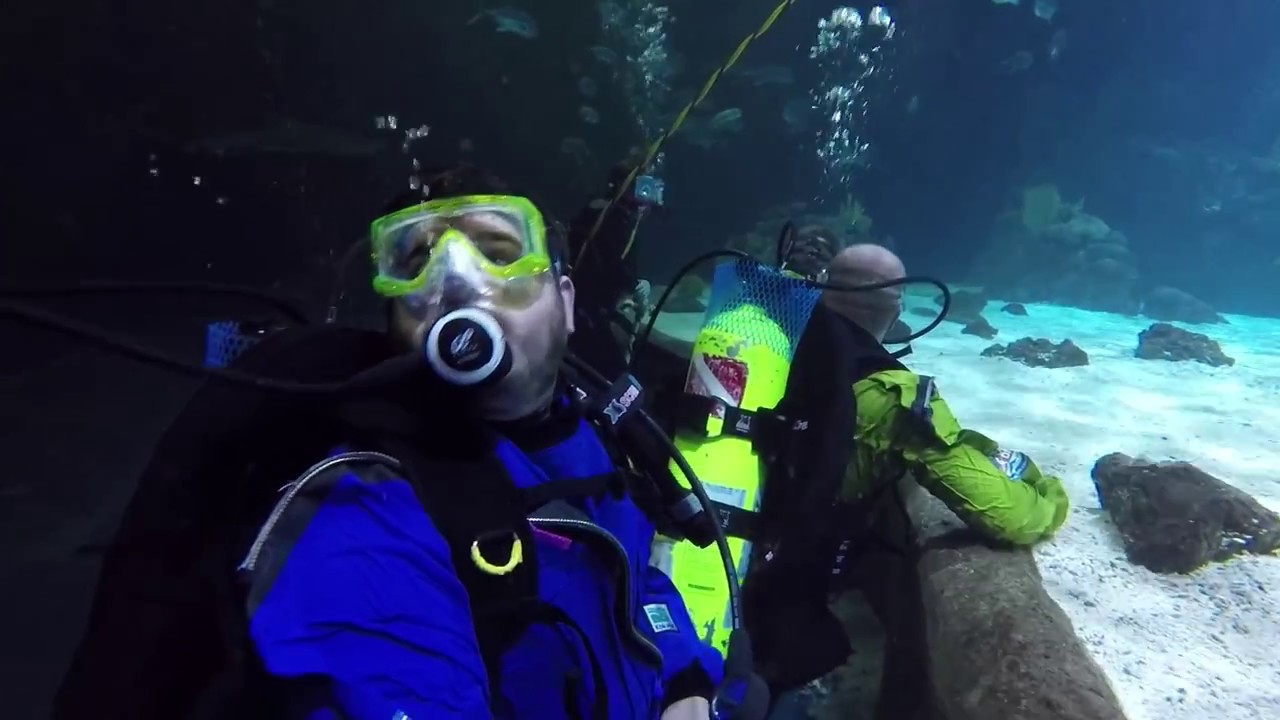 Point Defiance Aquarium - SCUBA Diving with Sharks - YouTube