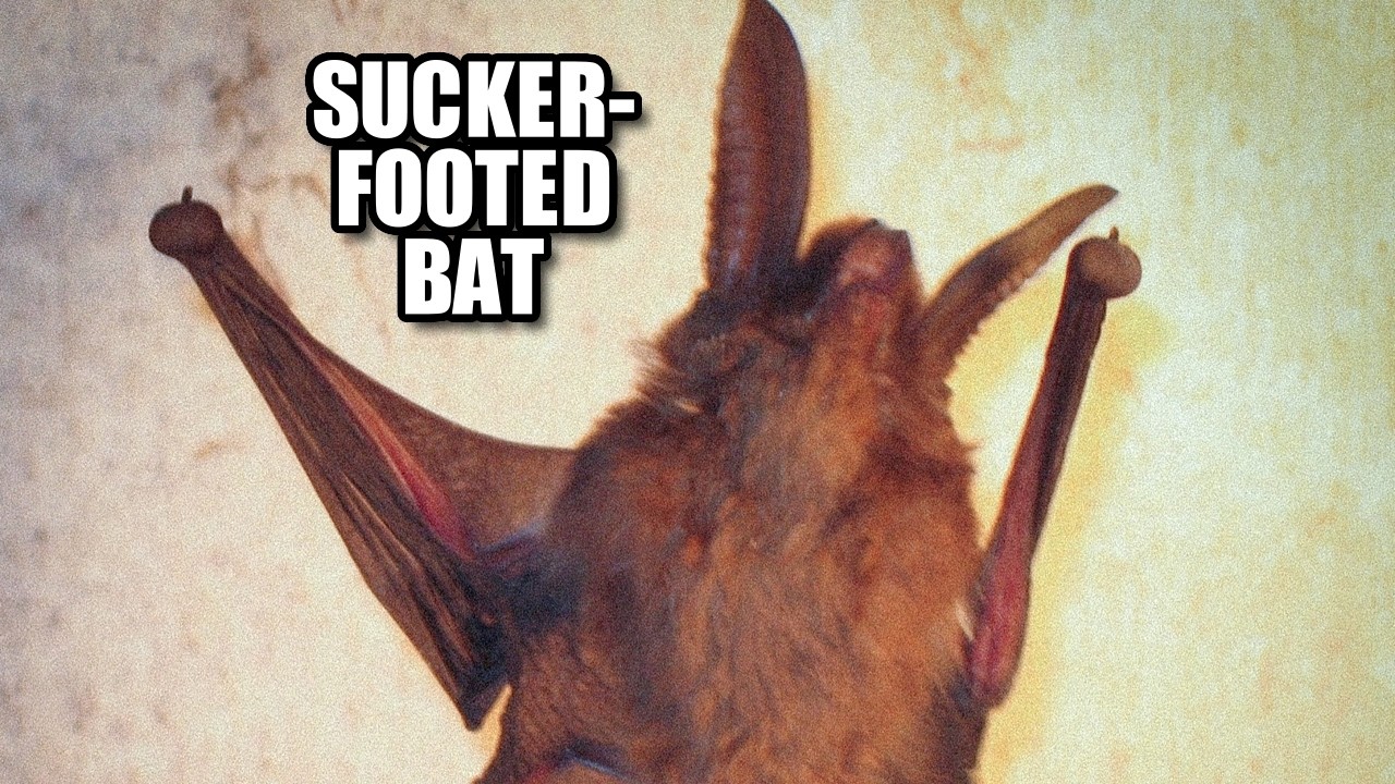 Sucker-footed Bat Facts: a STICKY Bat 🦇 Animal Fact Files - YouTube